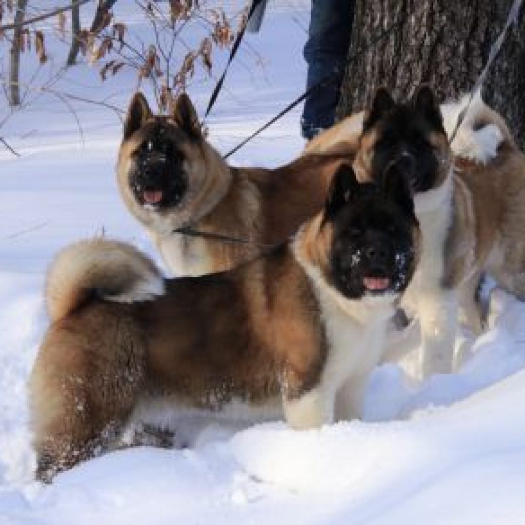 Apexx Akitas – Apexx Akitas