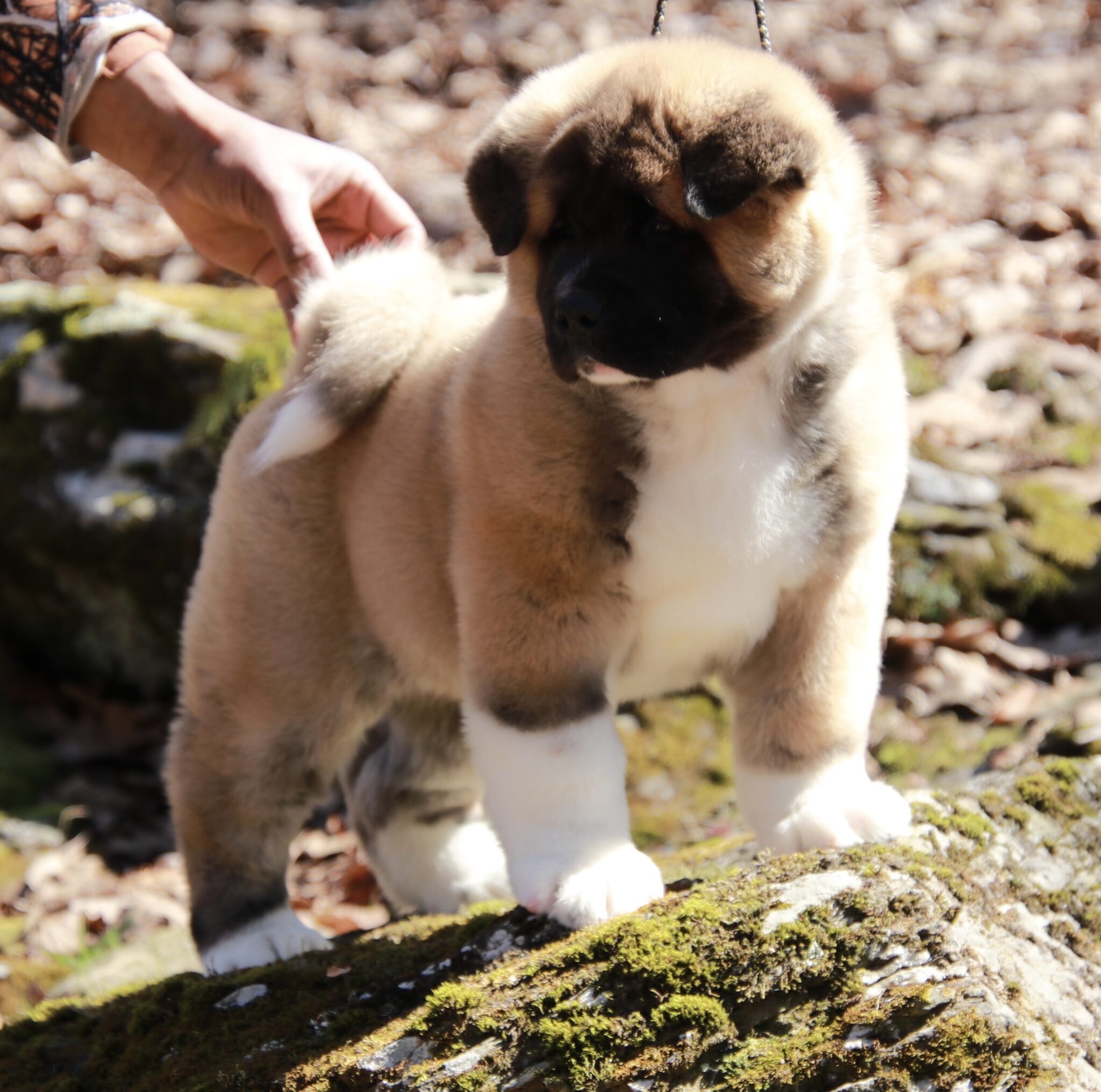 Are Akitas Aggressive? - Apexx Akitas